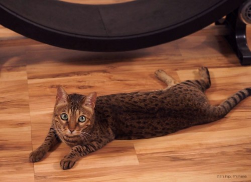 If It's Hip It's Here | The latest in global design and creativity