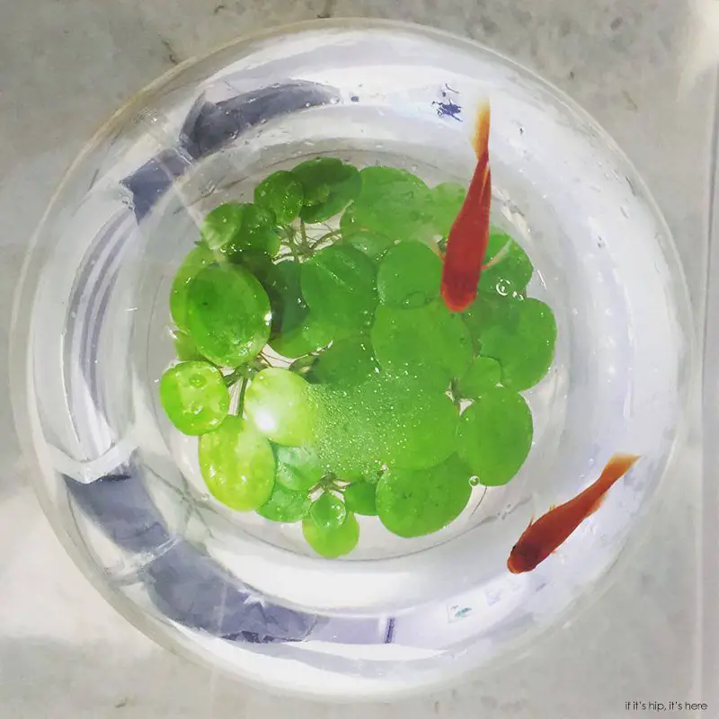 If It's Hip It's Here | The latest in global design and creativity