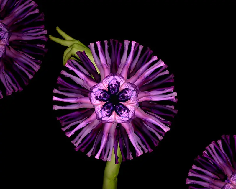 If It's Hip It's Here | The latest in global design and creativity